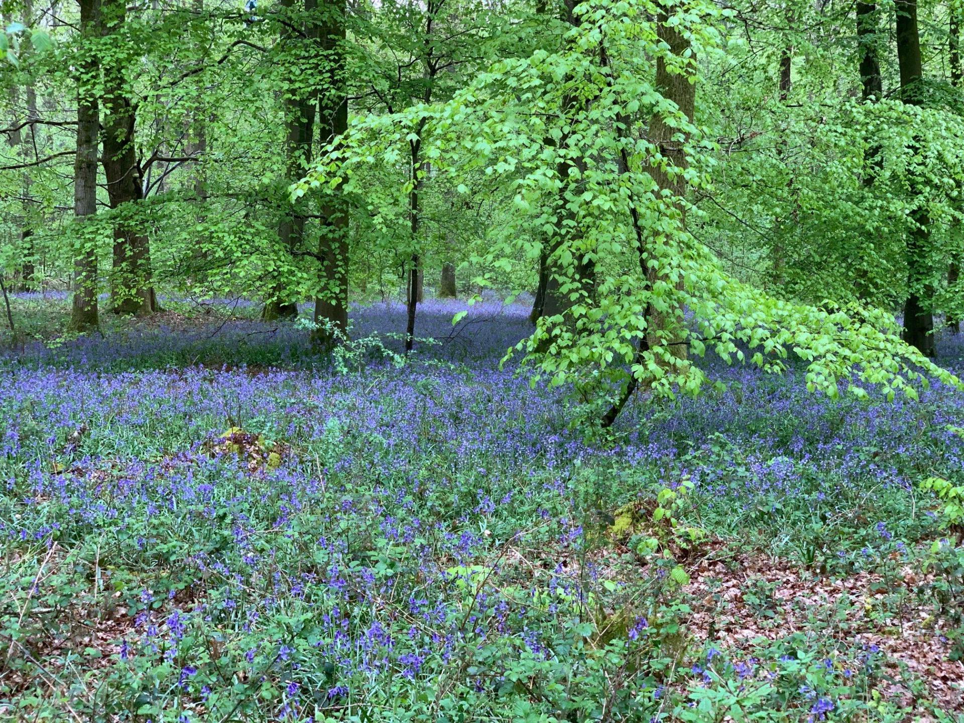 Forest Bathing Micheldever
