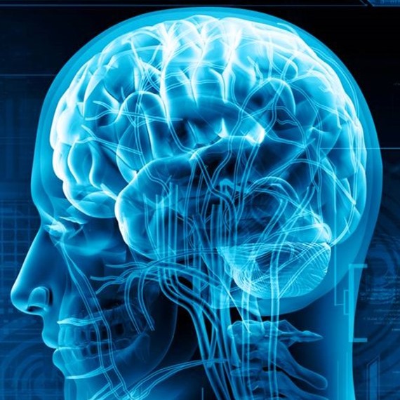 BRAIN SPINE POSTURE ACADEMY